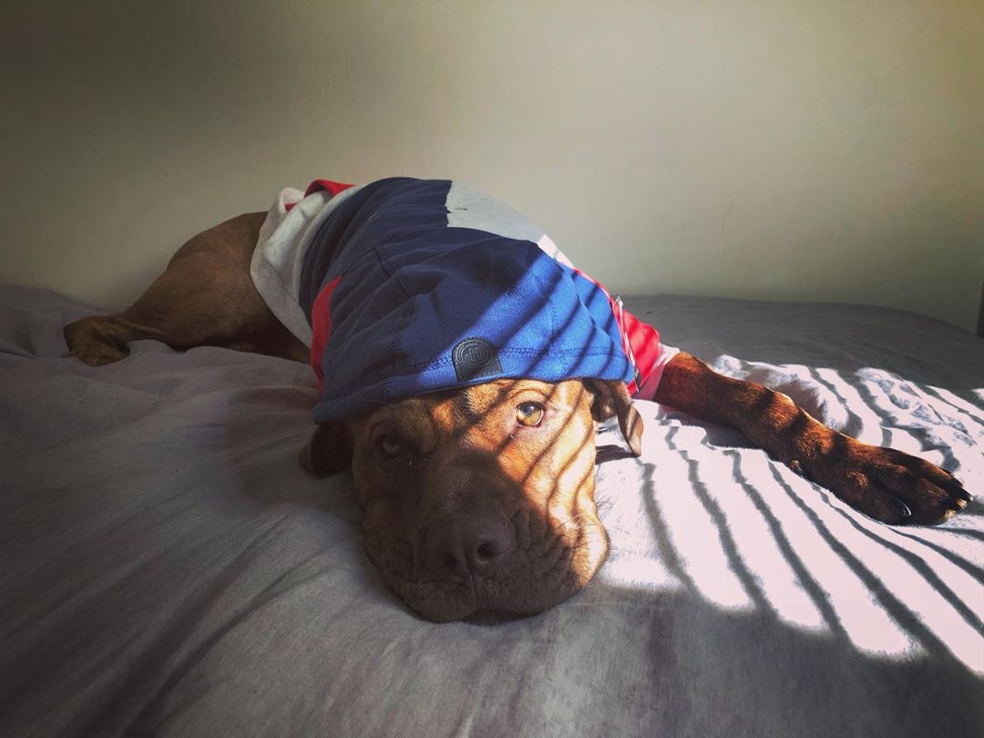 14 Huge Facts About Wonderful English Mastiffs | Page 2 of 4 | PetPress