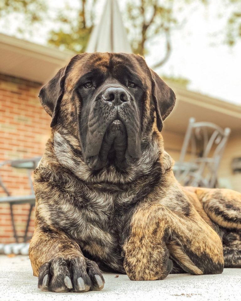 14 Huge Facts About Wonderful English Mastiffs - PetPress