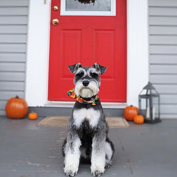 14 Magnificent Facts About Delightful Miniature Schnauzers | PetPress
