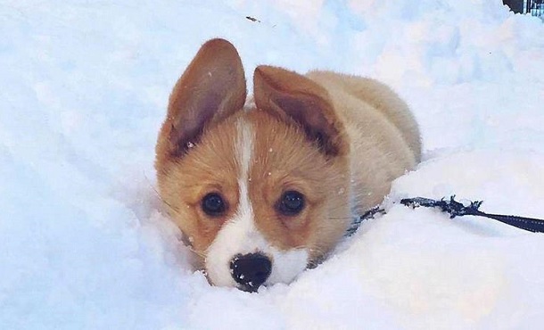 14 Reasons Corgis are the Most Flawless Dogs In The World - PetPress