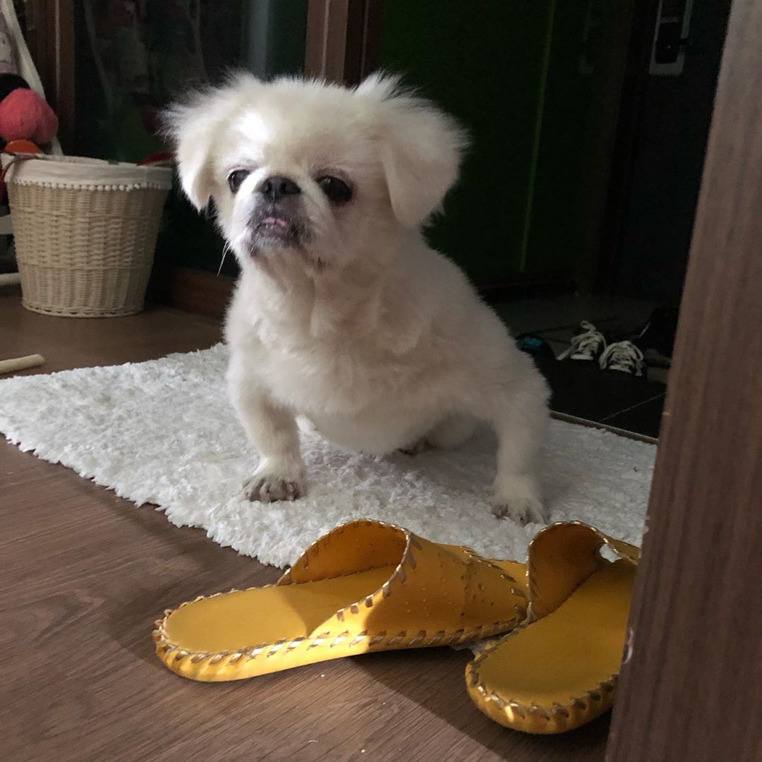 14 Cool Facts About Pekingese | PetPress