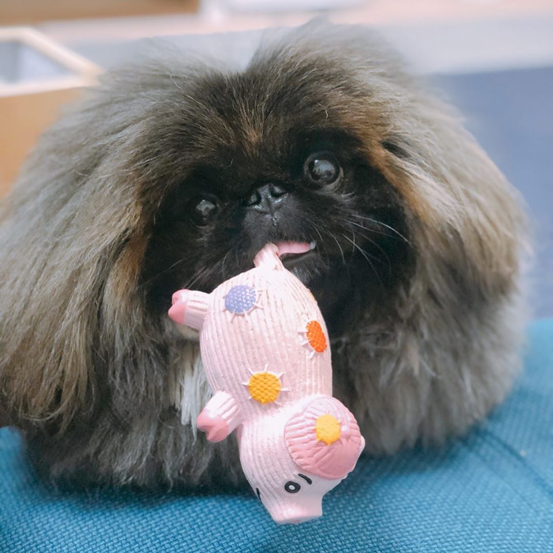 14 Cool Facts About Pekingese | PetPress