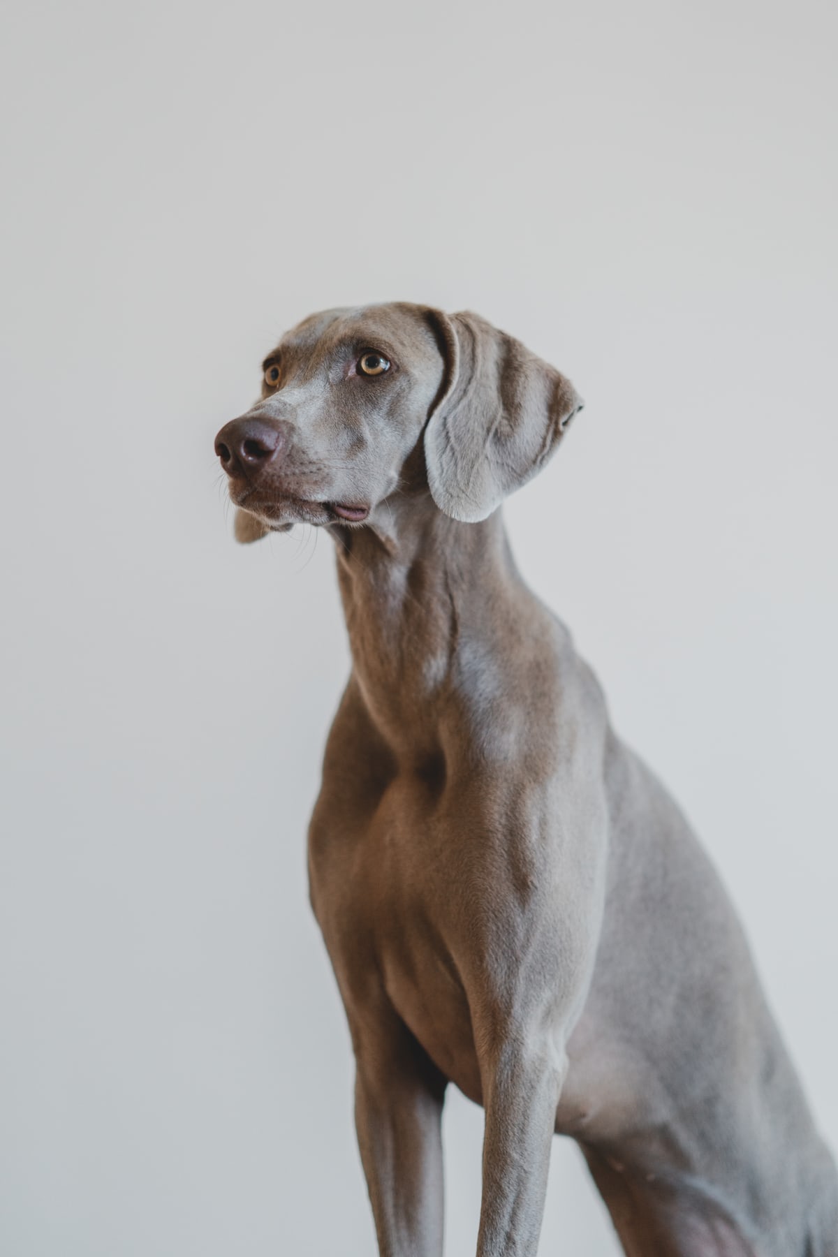 14 Things That Only Weimaraner Owners Would Understand - Page 2 of 3 ...