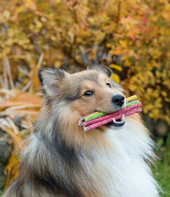 14 Amazing Facts About the Shetland Sheepdog | PetPress