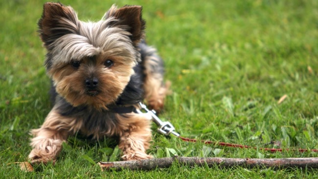 14 Incredible Yorkie Facts For Everybody To Know - PetPress