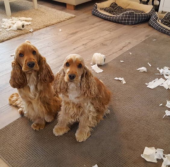 14 Interesting Facts About Cocker Spaniels You Did Not Know | Page 3 of ...