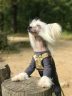 14 Cutest Chinese Crested Dog Pictures Ever | Page 2 of 3 | PetPress