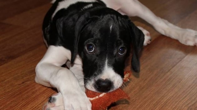 14 Splendid Facts About Gorgeous English Pointers - PetPress