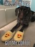 The 15 Funniest German Shorthaired Pointer Memes | PetPress