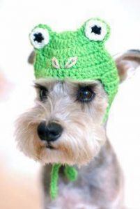 14 Things Only Schnauzer Owners Will Understand | PetPress