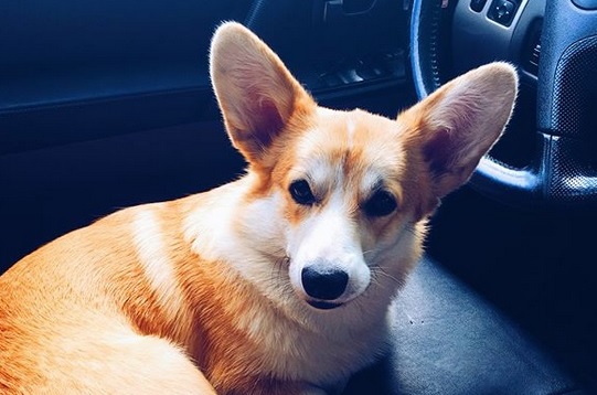 14 Professions Corgis Could Master If They Are Human Being - PetPress