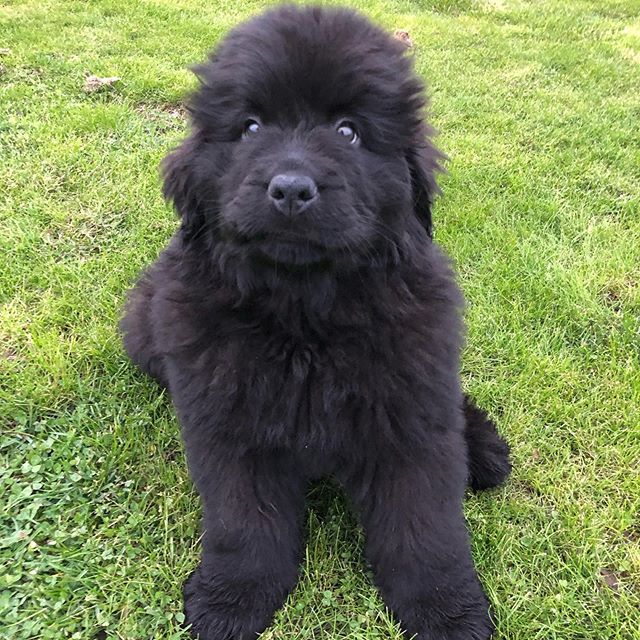 14 Newfoundland Dog Facts That Newfie Lovers Know by Heart | PetPress