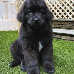 14 Newfoundland Dog Facts That Newfie Lovers Know by Heart | PetPress
