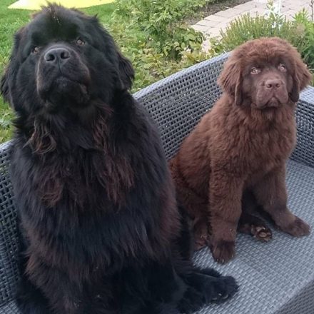14 Newfoundland Dog Facts That Newfie Lovers Know by Heart | PetPress