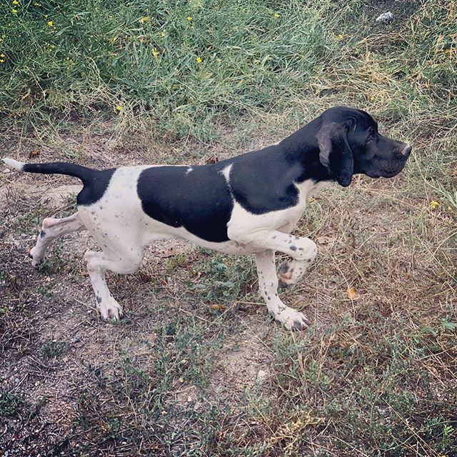 14 Fascinating Facts About English Pointers | PetPress