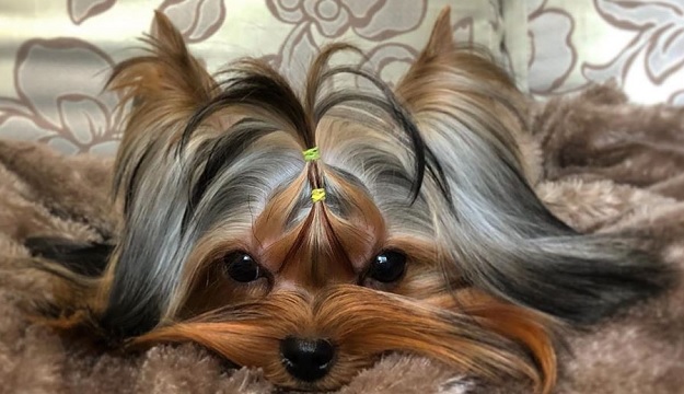 14 Fascinating Facts About Yorkshire Terriers - PetPress