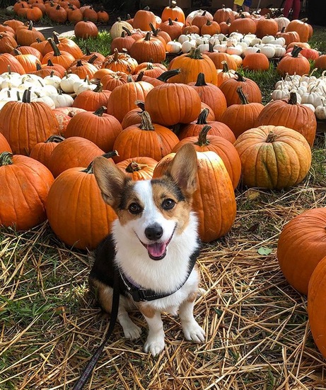 14 Professions Corgis Could Master If They Are Human Being | PetPress