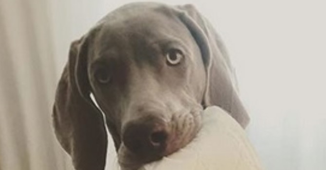 14 Funny Weimaraner Pictures That Will Fill You With Positive! - PetPress