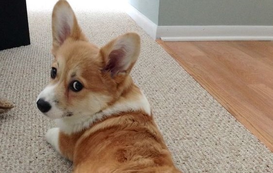 14 Funny Corgi Pics That Will Make You Smile - PetPress