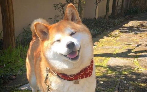 14 Smiles Of Shiba Inu To Make You Smile - PetPress
