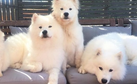 15 Pictures of Samoyed Dogs to Make Your Day - PetPress