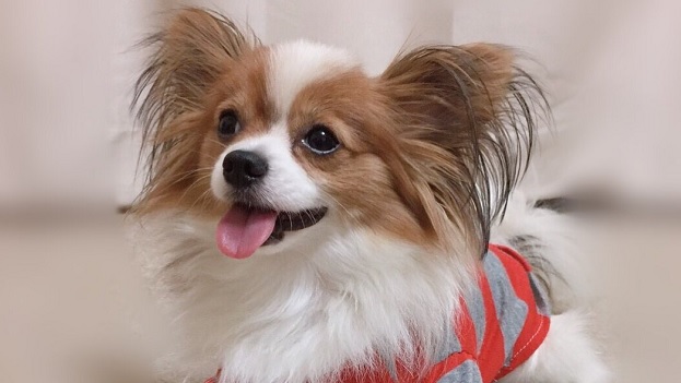 14 Interesting and Funny Facts About Papillons - PetPress