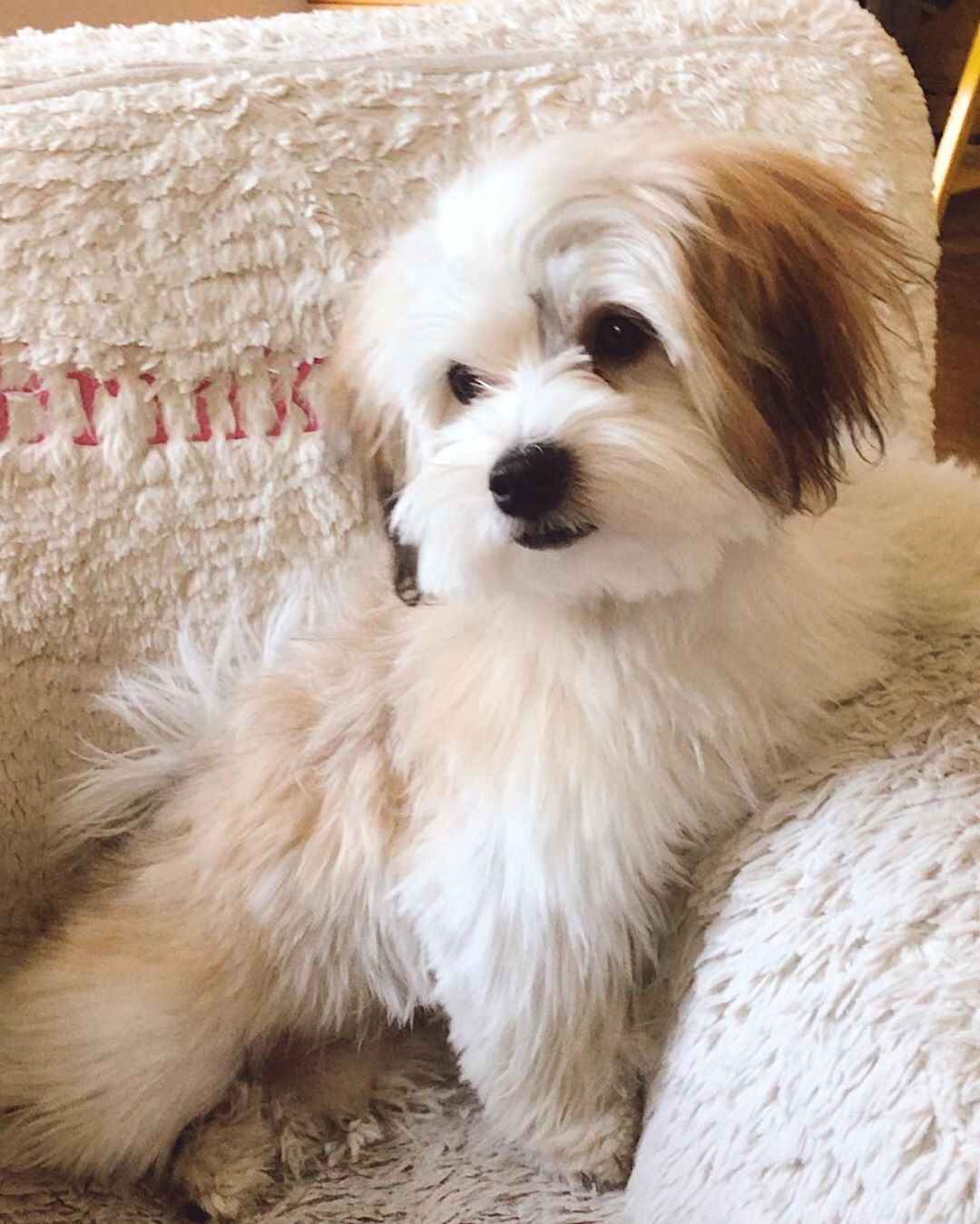 14 Pictures of Fluffy and Adorable Havanese Dogs | PetPress