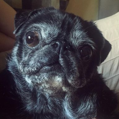 15 Reasons Why Pug Faces Are The Best | PetPress