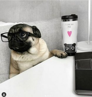 14 Professions Pugs Could Master If They are Human Being - PetPress