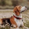 14 Fascinating Beagle Facts | PetPress