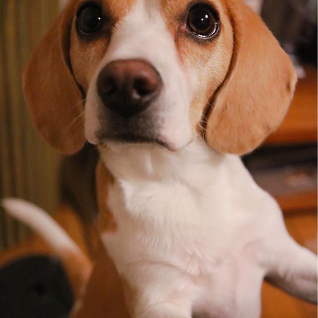 14 Fascinating Beagle Facts | PetPress