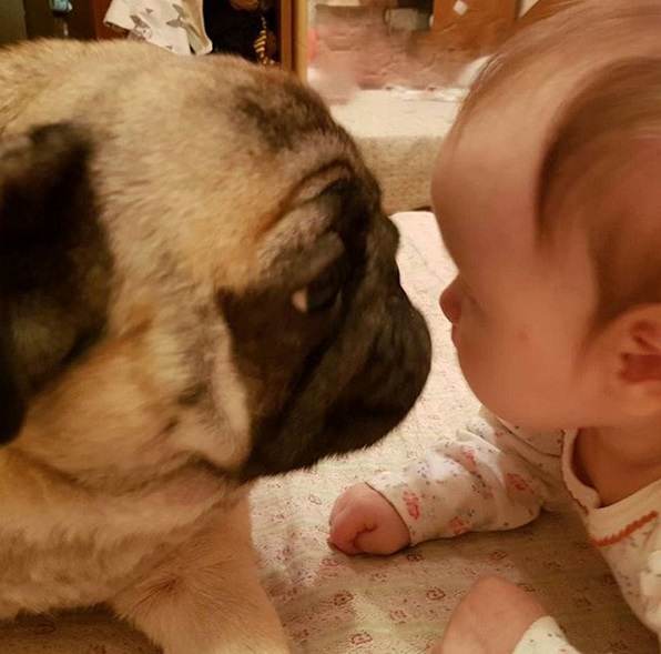 14 Cute Pictures Proving That Pugs are Really Good Babysitters | PetPress