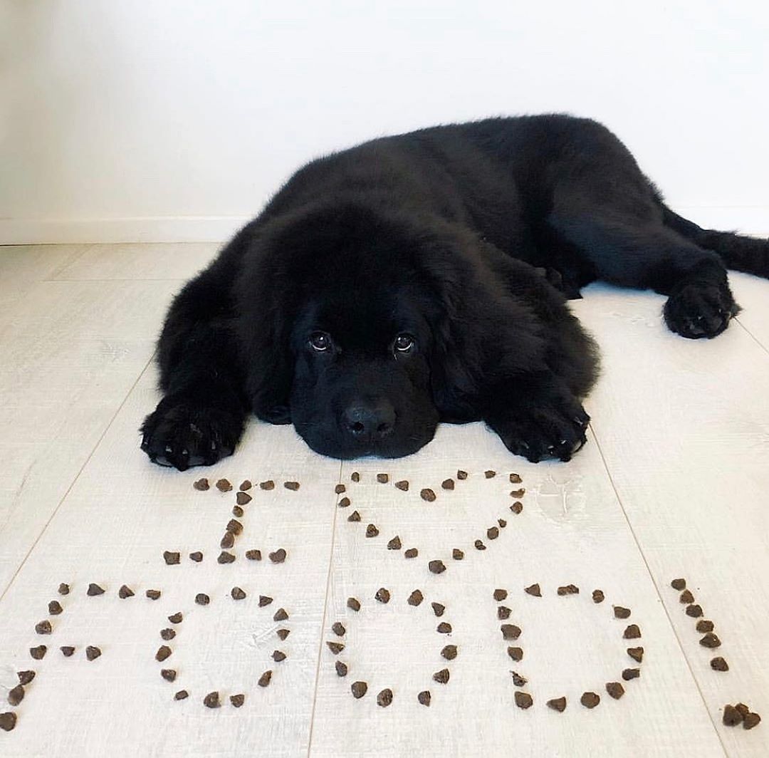 14 Perfect Facts About Massive Newfoundland Dogs - PetPress