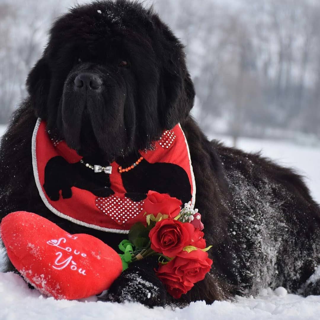 14 Perfect Facts About Massive Newfoundland Dogs - PetPress