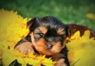 14 Incredible Yorkie Facts For Everybody To Know | PetPress