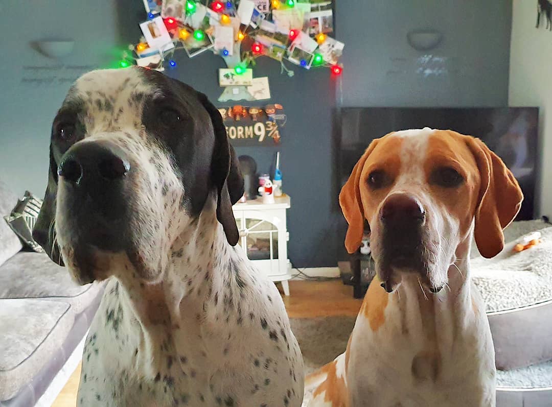 14 Splendid Facts About Gorgeous English Pointers - PetPress