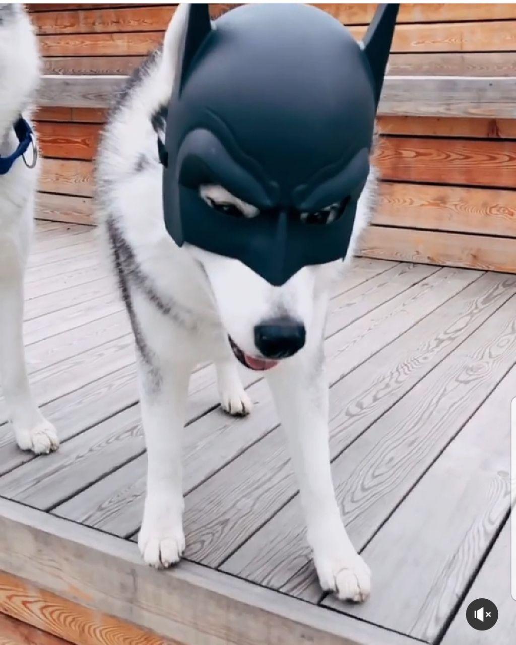 15 Worldly Wisdoms From Huskies That Will Surprise You