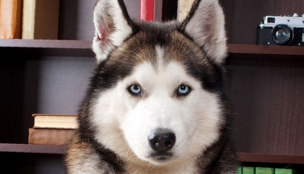 14 Lovely Facts About Huskies - PetPress