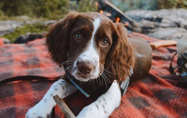 14 Springer Spaniels Who Will Make You Scream “WOW” - PetPress