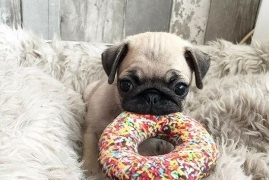 14 Funny Pictures Proving That Pugs Are True Gourmets - PetPress