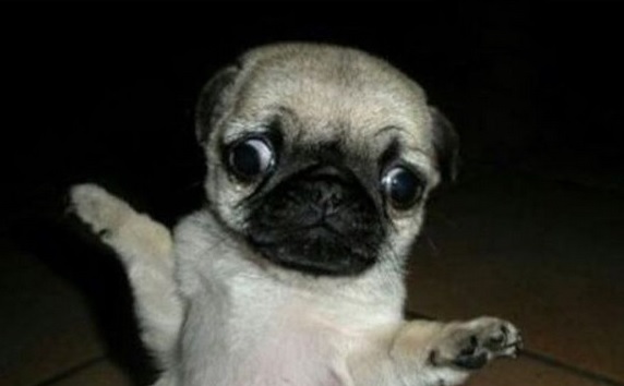 14 Funny Pug Memes That Will Make You Smile - PetPress