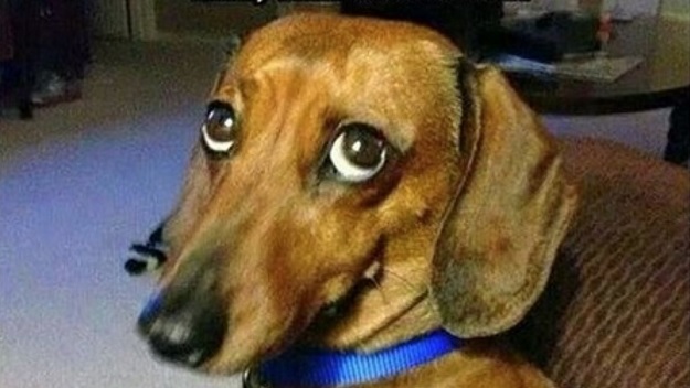 15 Funny Dachshund Memes That Will Make You Laugh! - PetPress