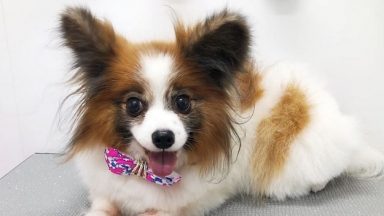 The 14 Most Colorful Papillon Paintings | PetPress