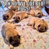 14 Funny Pug Memes That Will Make You Smile | PetPress