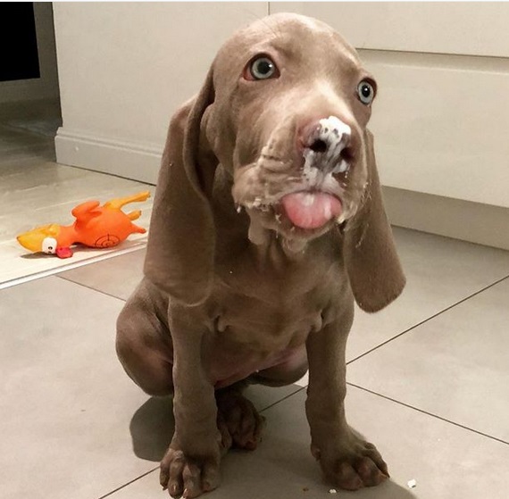 14 Funny Weimaraner Pictures That Will Fill You With Positive! - PetPress