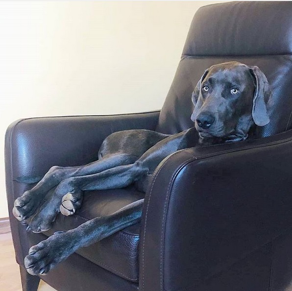 14 Funny Weimaraner Pictures That Will Fill You With Positive! - PetPress
