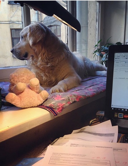 14 Funny Golden Retriever Pictures That Will Make You Smile! | PetPress