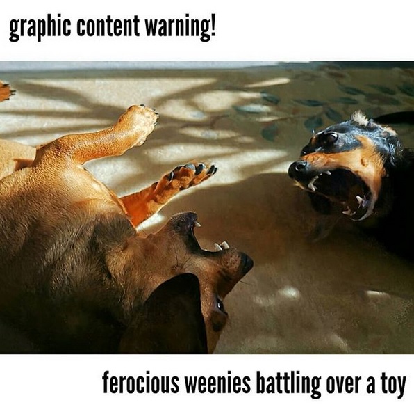 15 Funny Dachshund Memes That Will Make You Laugh! | Page 2 of 3 | PetPress