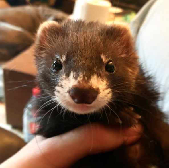 14 Pros and Cons to Consider of Having a Ferret as a Pet - PetPress