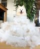 15 Pictures of Samoyed Dogs to Make Your Day | PetPress